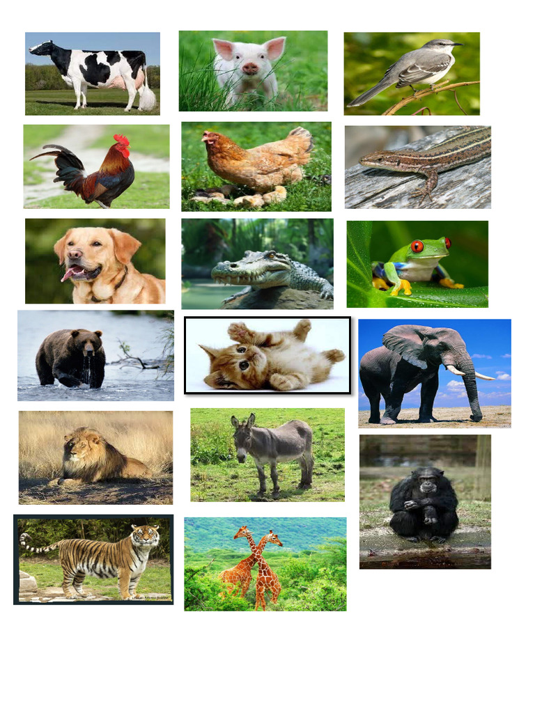 19 Animales | PDF