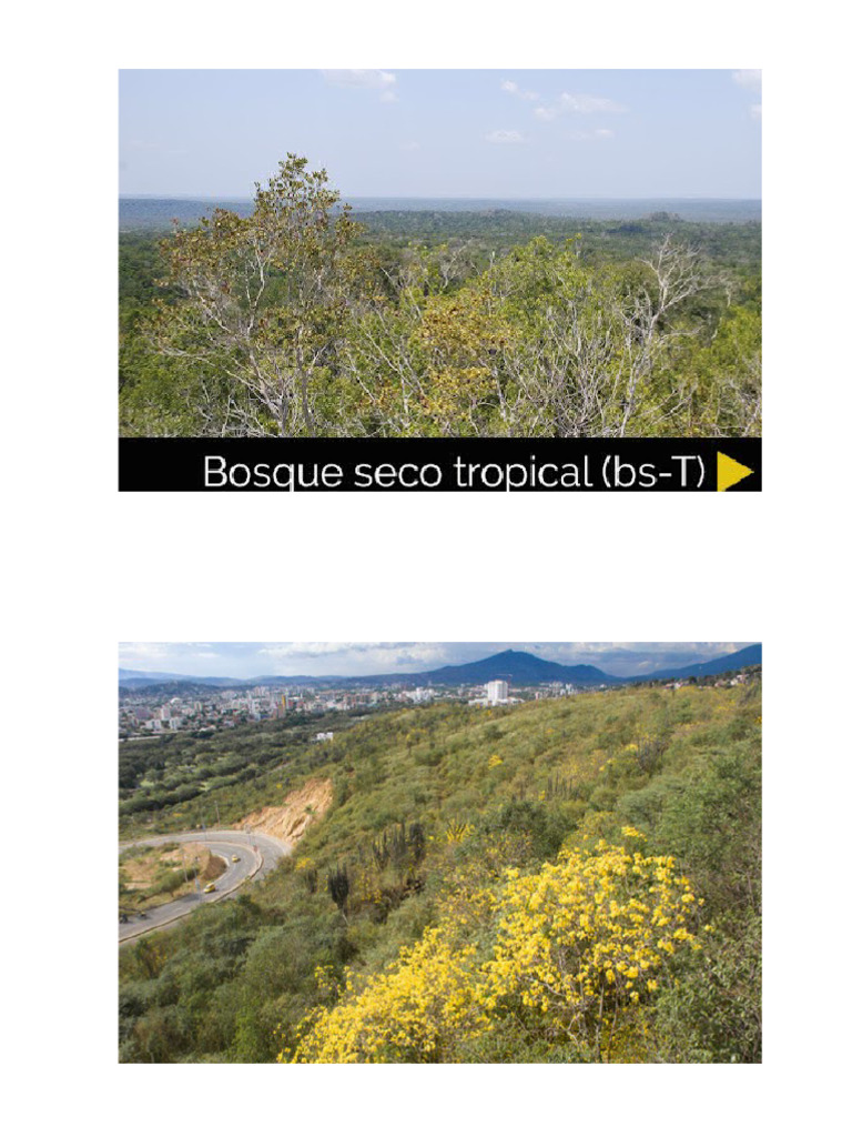 Bosque Tropical Seco | PDF