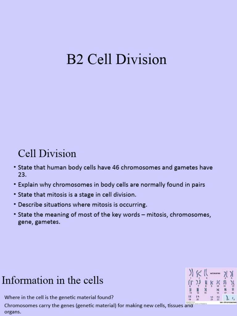B2 Cell Division | PDF | Mitosis | Cell (Biology)