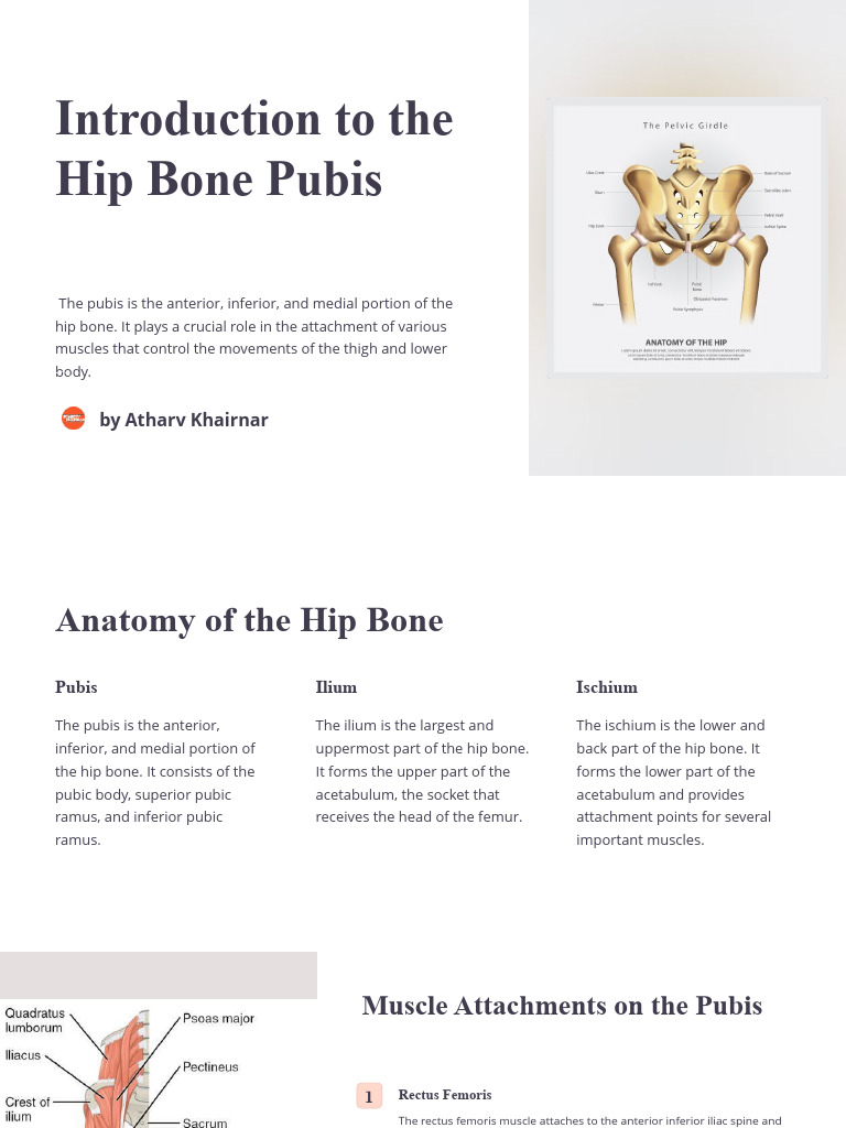 Anatomy and Function of the Pubis | PDF | Hip | Musculoskeletal System