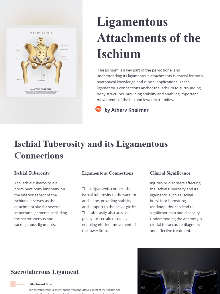 Ligamentous Attachments of The Ischium | PDF | Pelvis | Musculoskeletal ...