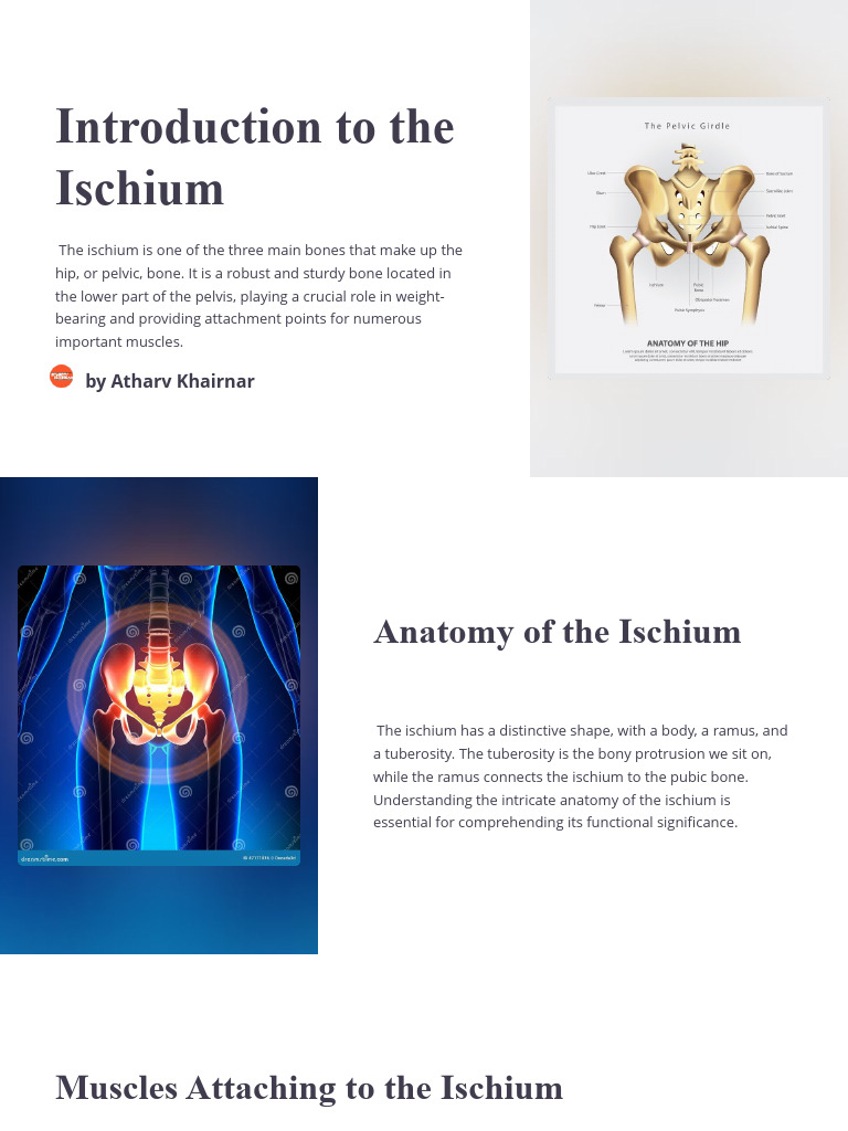 Introduction To The Ischium | PDF | Pelvis | Hip