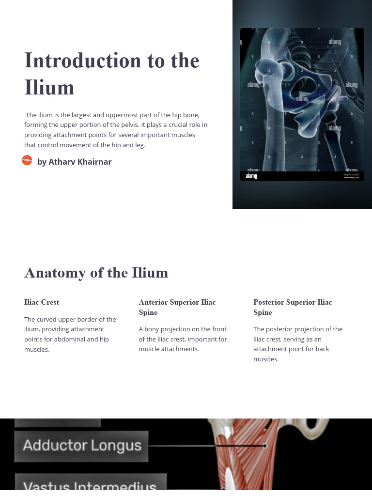 Introduction To The Ilium | PDF | Pelvis | Human Leg