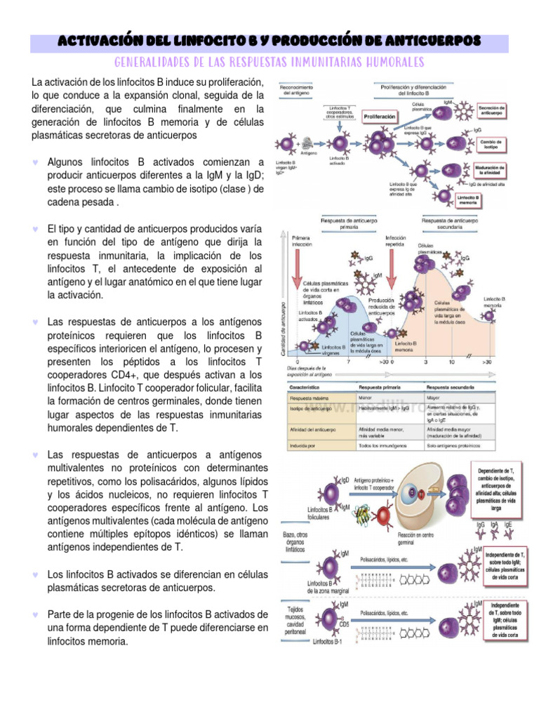 Activación Del Linfocito B y Producción de Anticuerpos | PDF | Célula B | Linfocitos