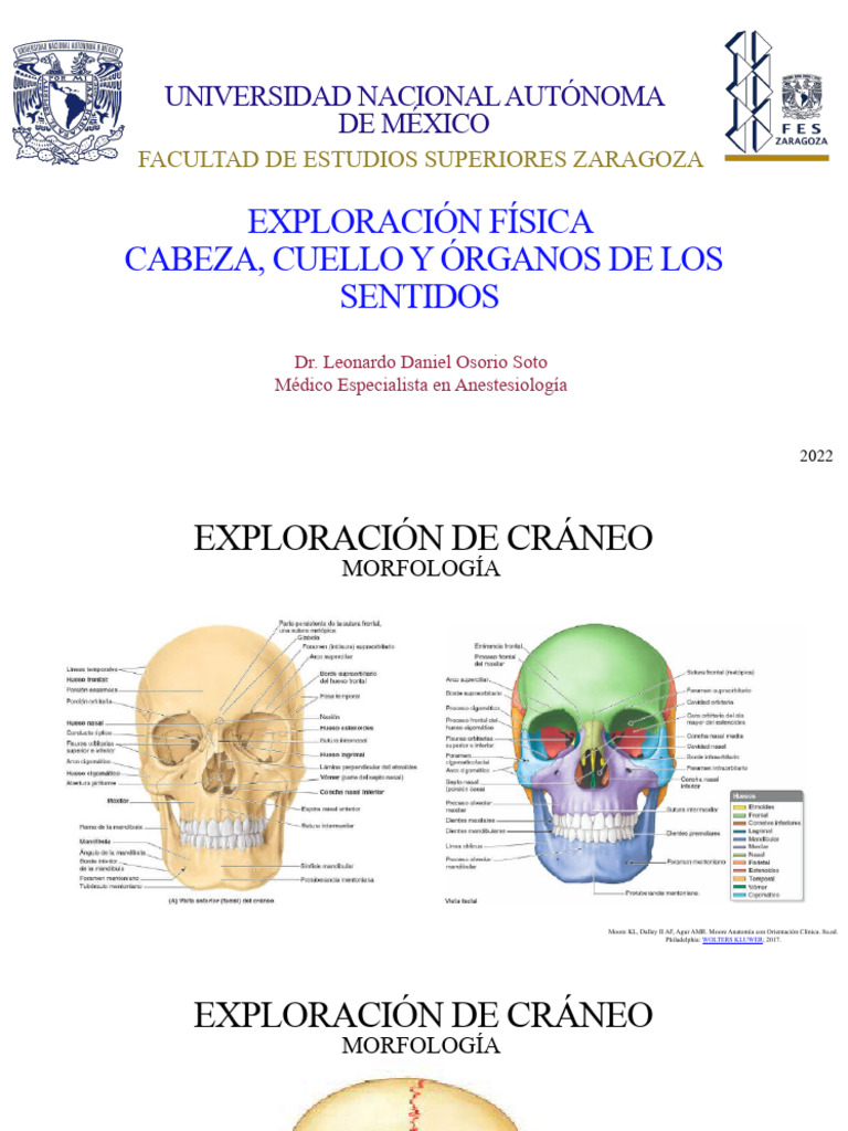Exploración Física de Cabeza, Cuello y Organos de Los Sentidos | PDF | Cráneo | Cabeza y cuello ...