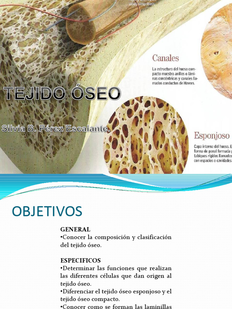 Sistema Óseo - Clase 4. 2 | PDF | Hueso | Tejido (biología)