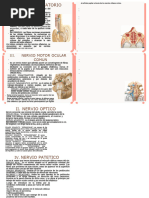 Nervios Oculomotores: Anatomía y Función | PDF | Neuroanatomía ...