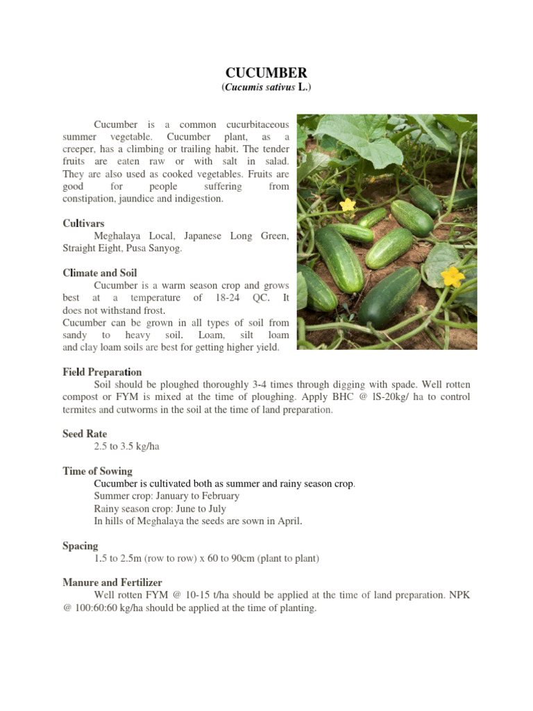 CUCUMBER | PDF | Cucumber | Pest (Organism)