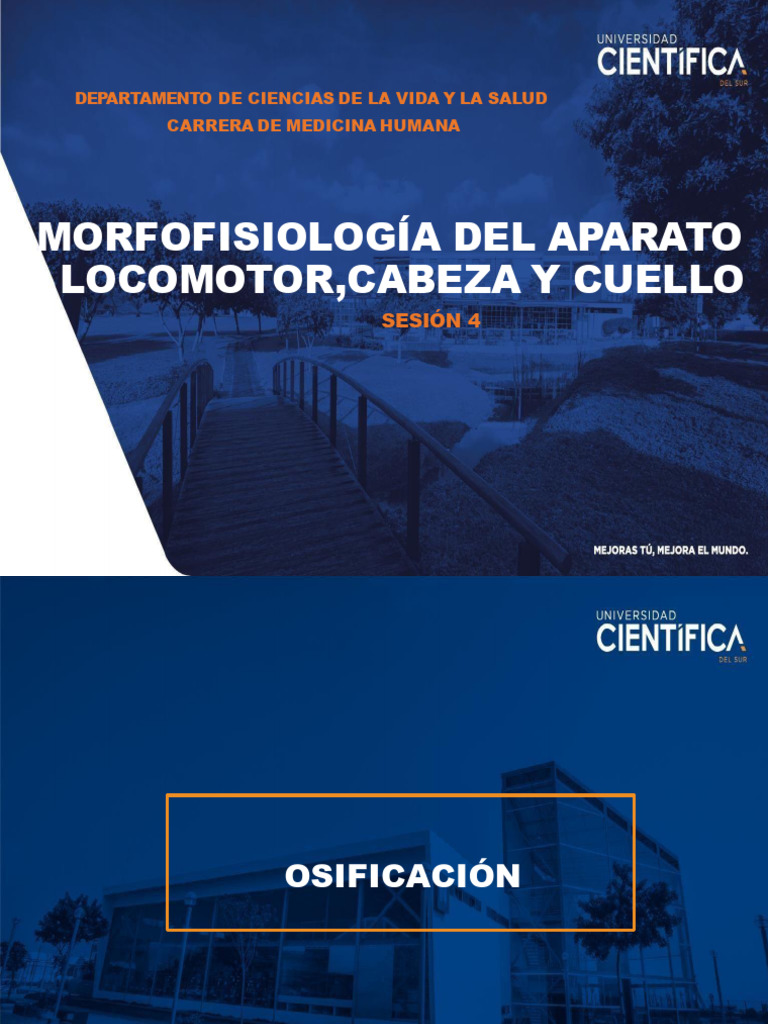 Resumen 2 - Histo Morfo 2 | PDF | Músculo | Ganglio linfático