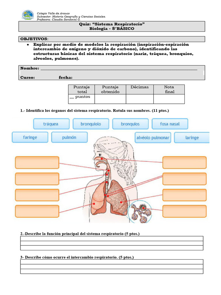 Prueba del Sistema Respiratorio 8° Básico | PDF
