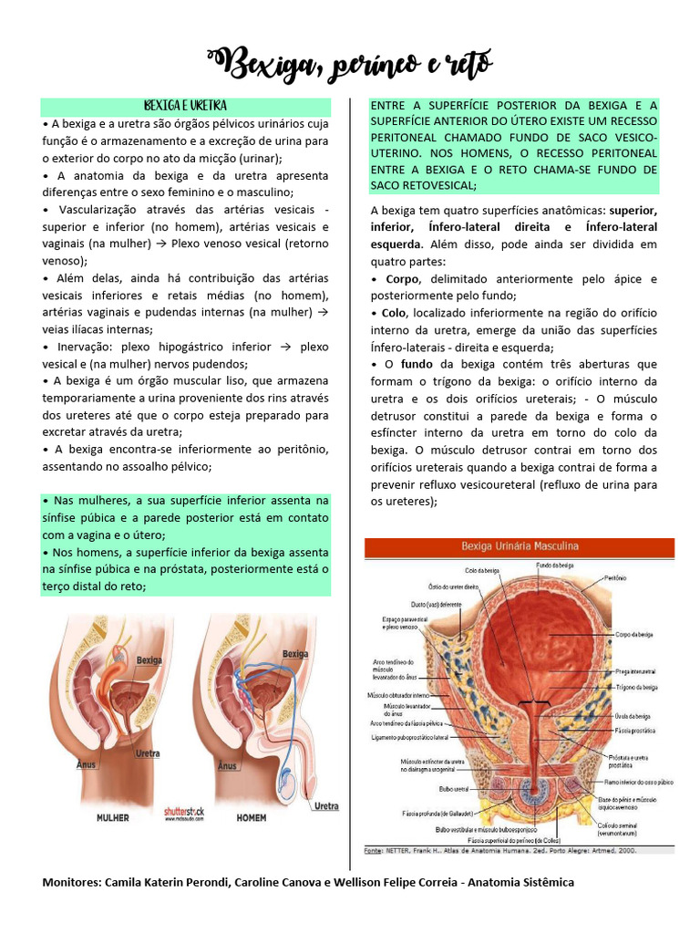 Resumo anatomia bexiga, períneo e reto | PDF | Pélvis | Próstata