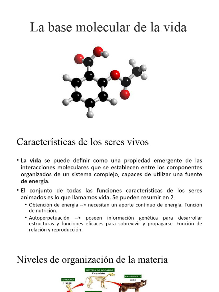 Base Molecular de La Vida | PDF | Ácido graso | Enzima