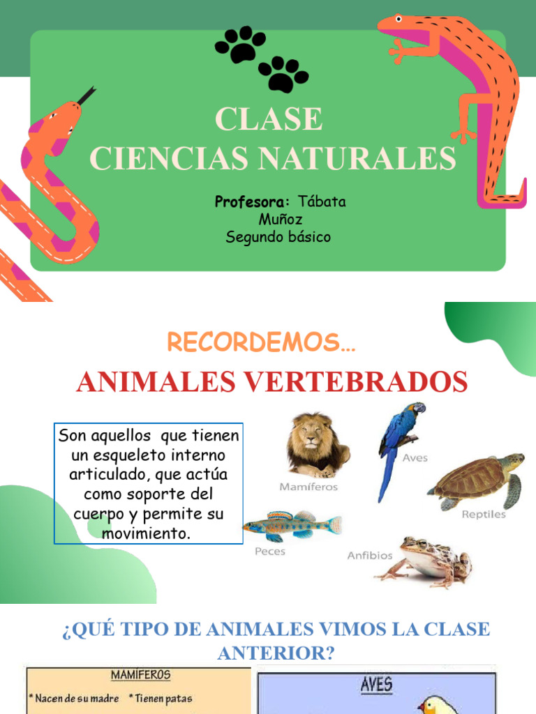 Clase Ciencias 15 - Vertebradosanfibiosyreptil | PDF | Reptil | Anfibio