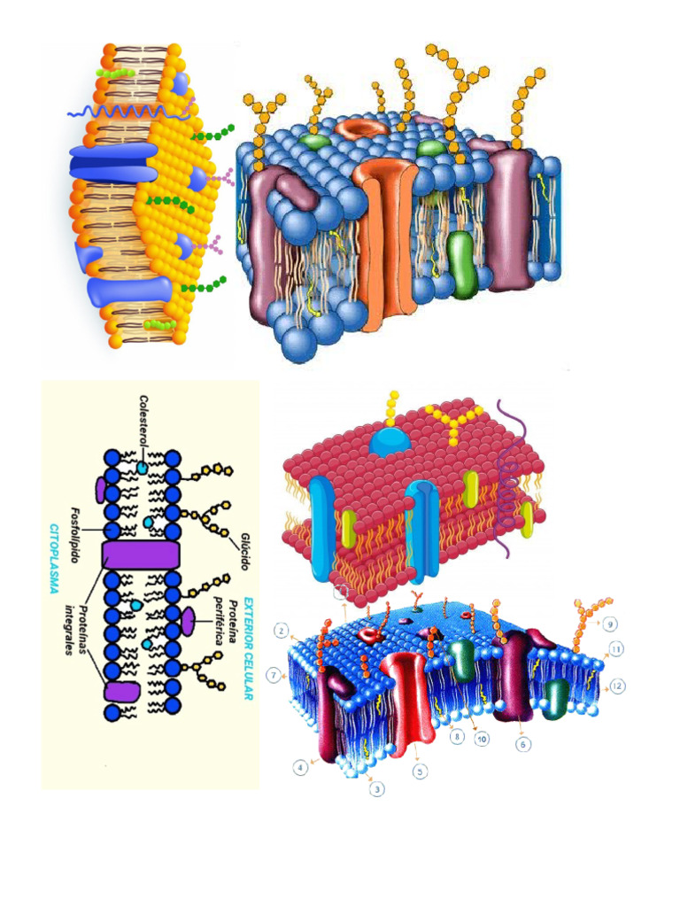 Membrana Celular Pdf