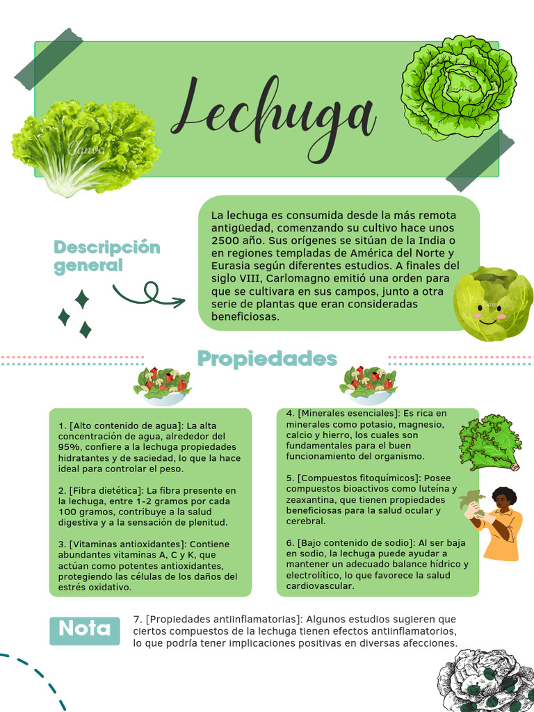 Lechuga | PDF