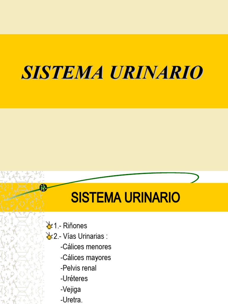 Sistema Urinario | PDF | Riñón | Sistema urinario