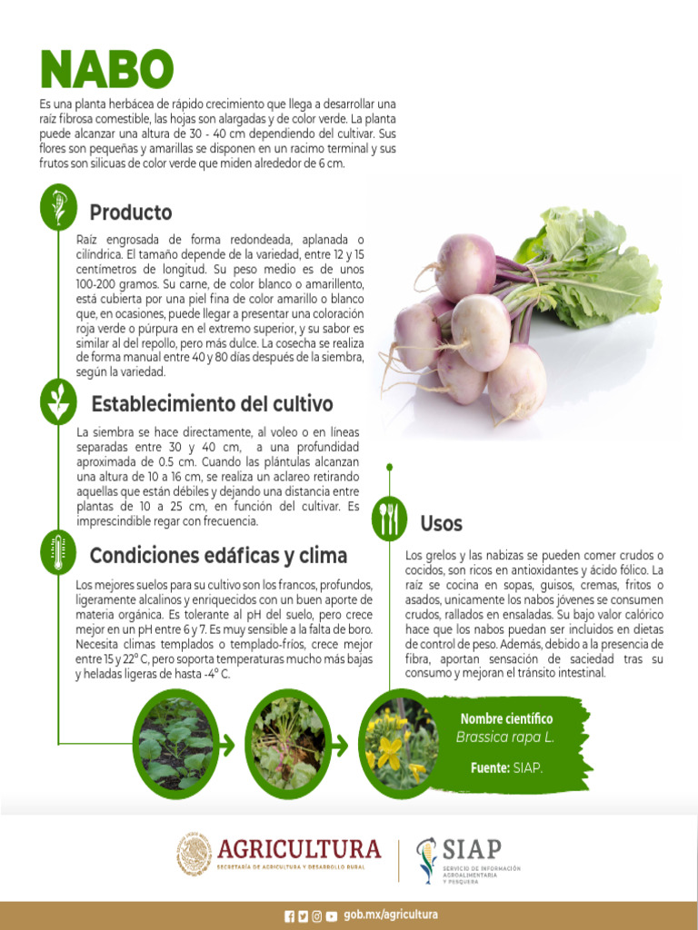 Nabo Web | PDF | Nabo