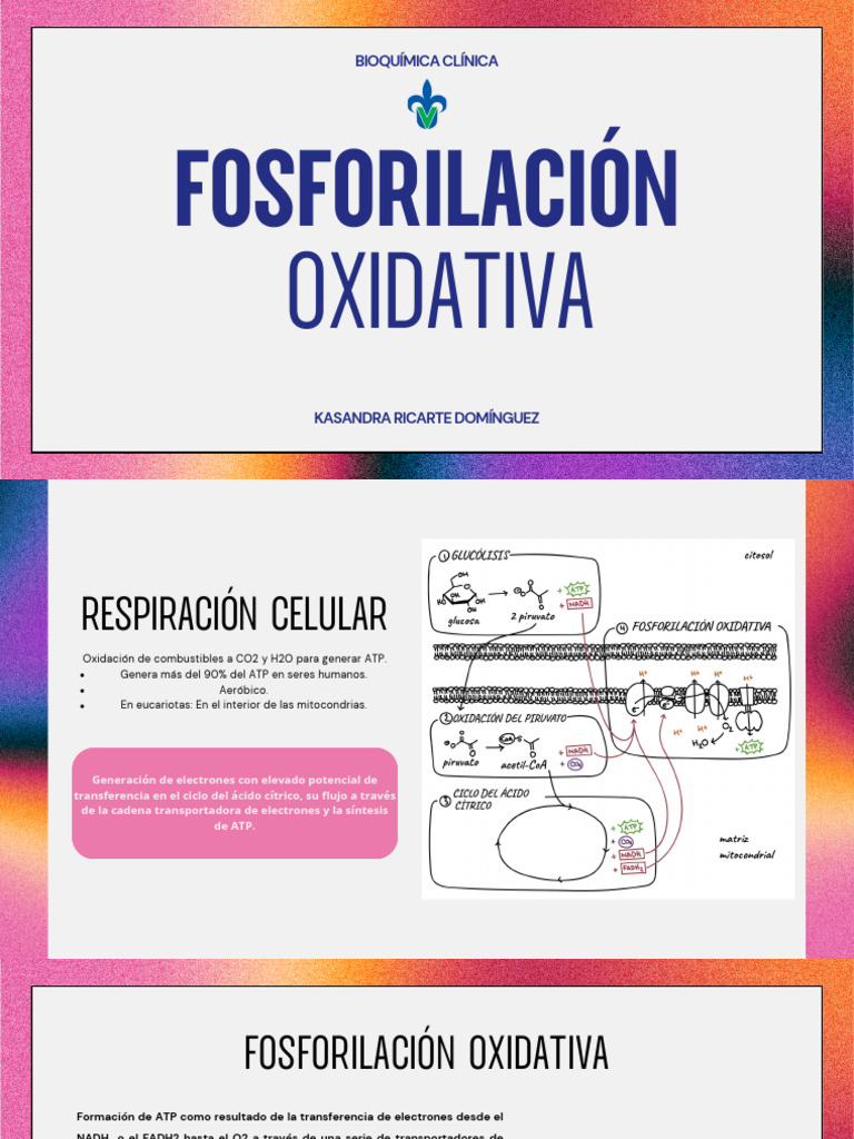 Fosforilación Oxidativa | PDF | Trifosfato de adenosina | Cadena de transporte de electrones