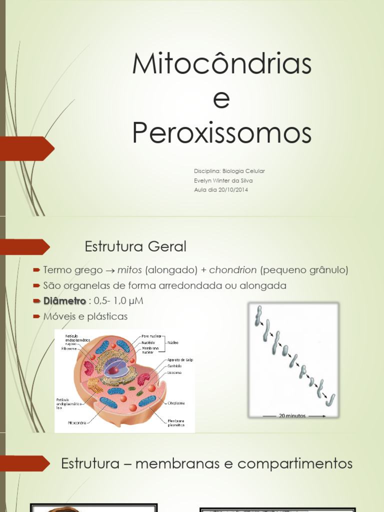 Estrutura e Funções das Mitocôndrias e Peroxissomos | PDF | Mitocôndria ...