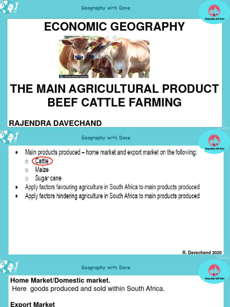 Economic Geog - Agriculture - Main Product Produced - Beef Cattle | PDF | Agriculture | Livestock