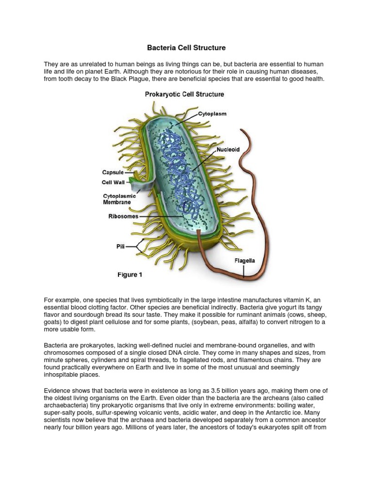 Bacteria Cell Structure | Bacteria | Plasmid