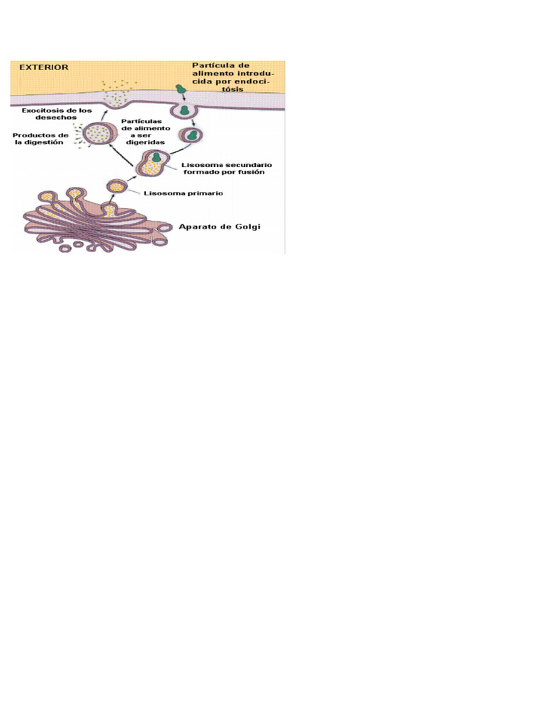 2 Archivos Imagenes de Biologia | PDF