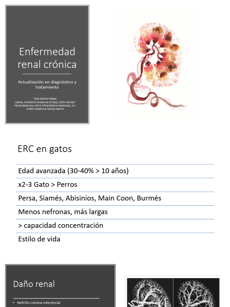 Diagnóstico y Tratamiento de ERC en Gatos | PDF | Riñón | Enfermedad ...