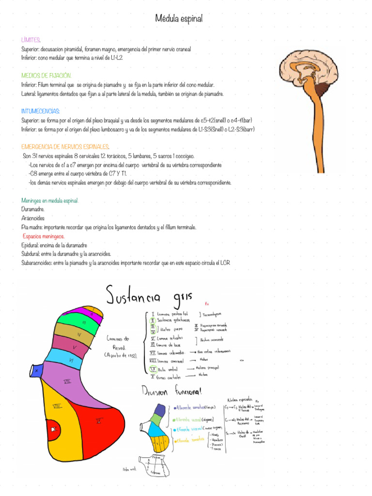 Médula Espinal y Tronco Encefálico | PDF | Médula espinal | Cabeza y cuello humanos