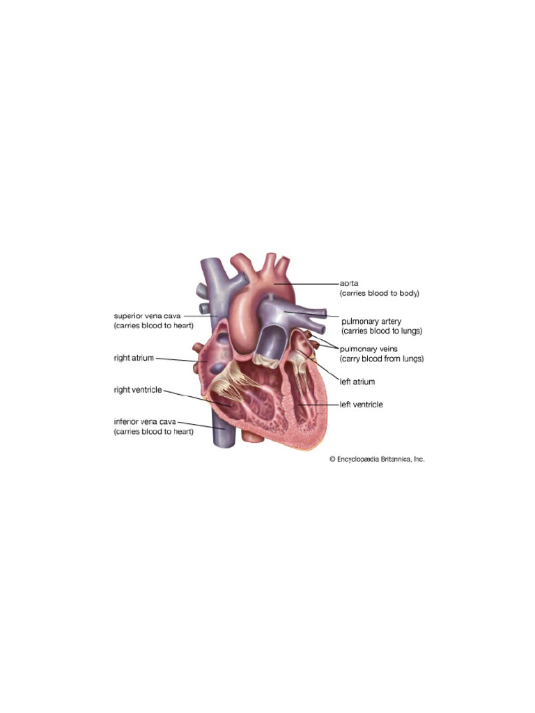 Heart - Structure, Function, Diagram, Anatomy, & Facts - Britannica | PDF