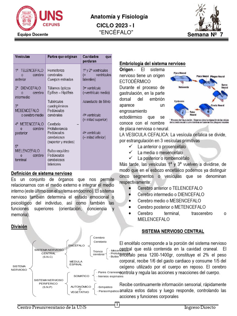 Anatomia Sem 07 - 2023 I | PDF | Hipotálamo | Cerebro