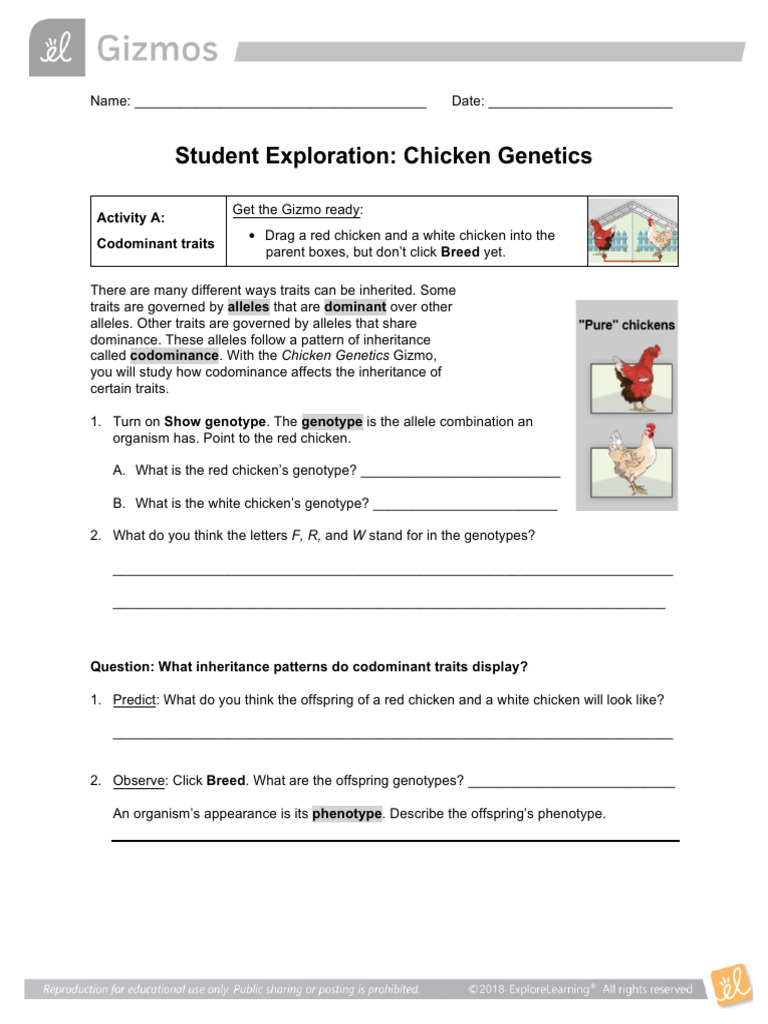 Chicken Genetics Codominance 2022-23 | PDF | Genotype | Dominance ...