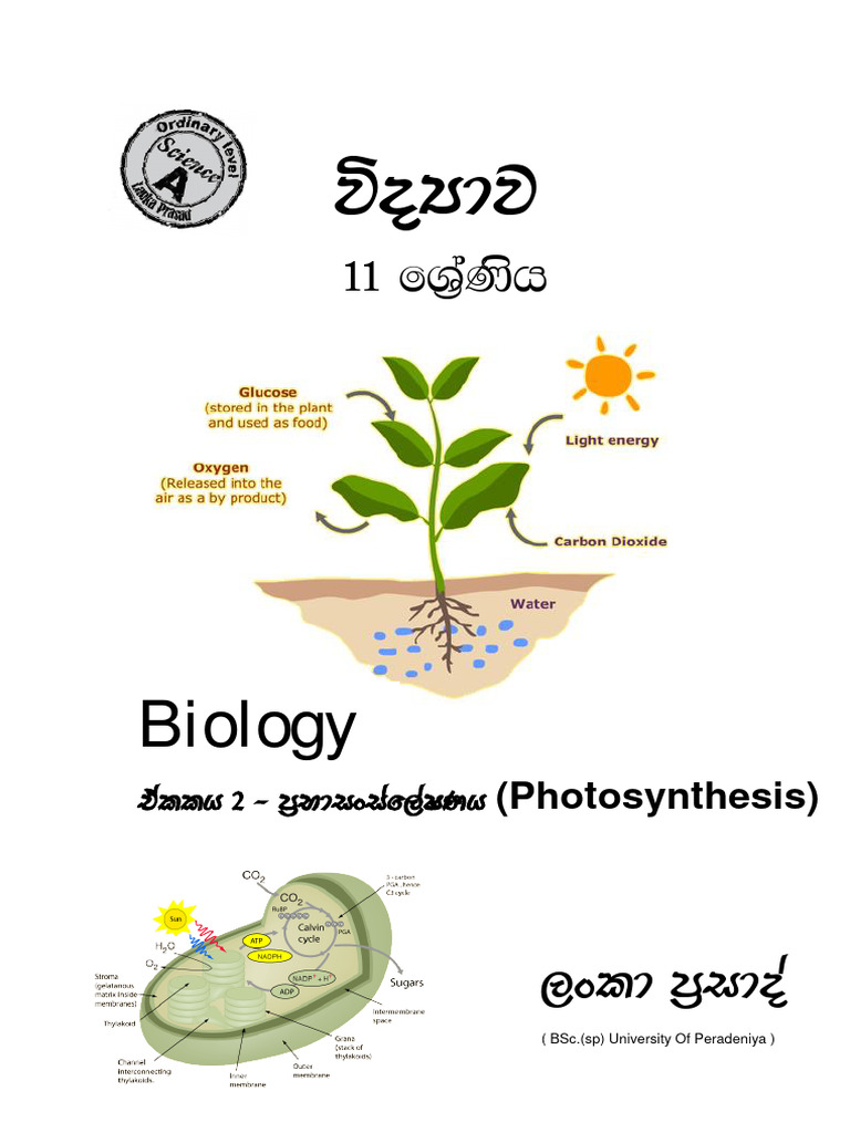Lesson 2 - Photosynthesis | PDF