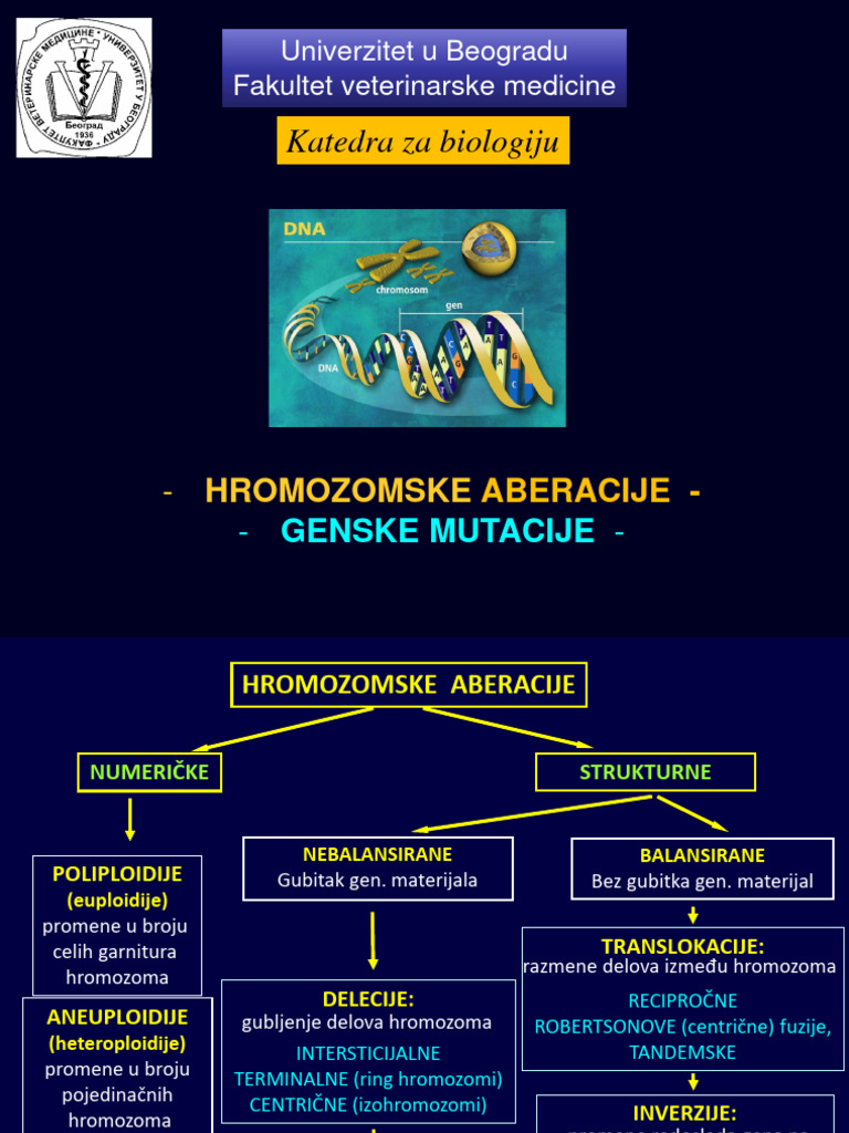 06 Hromozomske Aberacije Genske Mutacije | PDF
