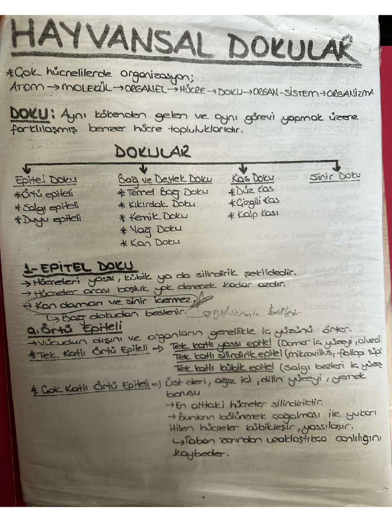 Hayvansal Dokular | PDF