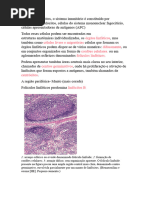 Tecido Linfoide Associado Mucosa | PDF | Linfócito | Célula T