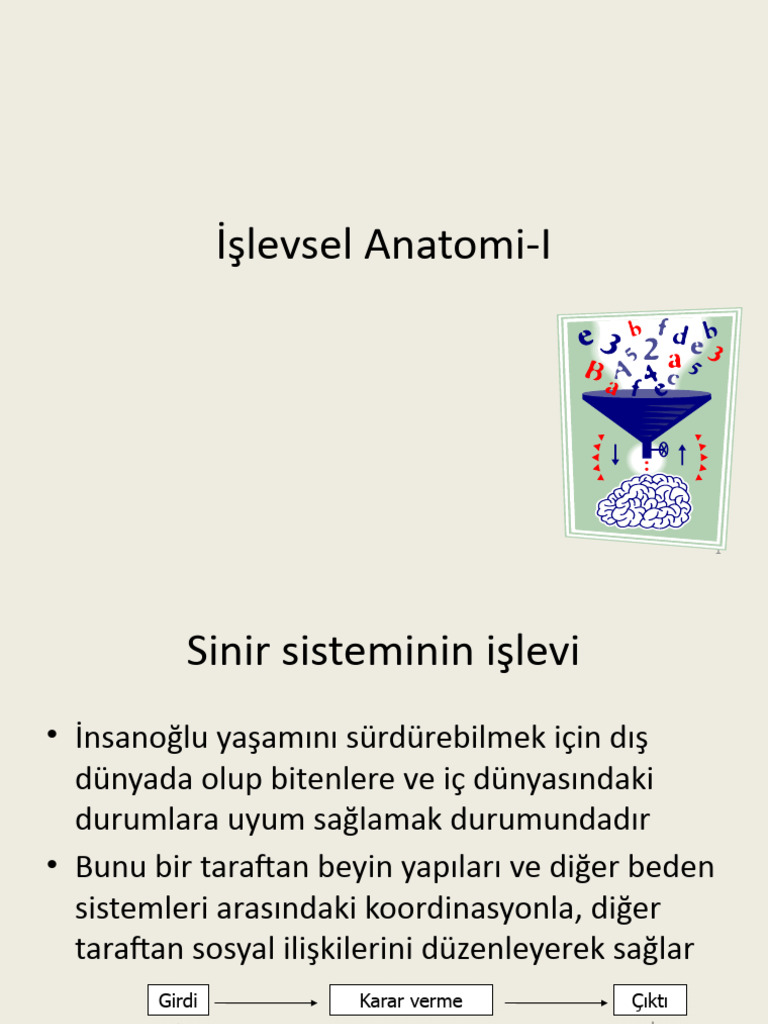 Işlevsel Beyin Anatomisi | PDF