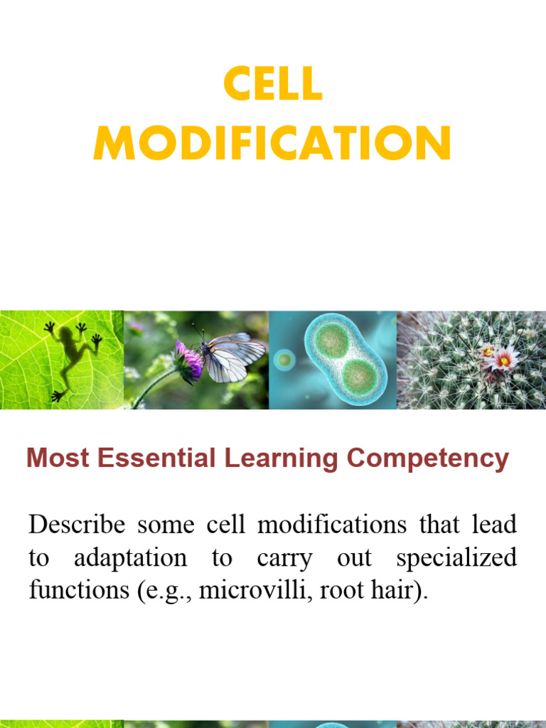 Melc 5 | PDF | Epithelium | Cell Membrane