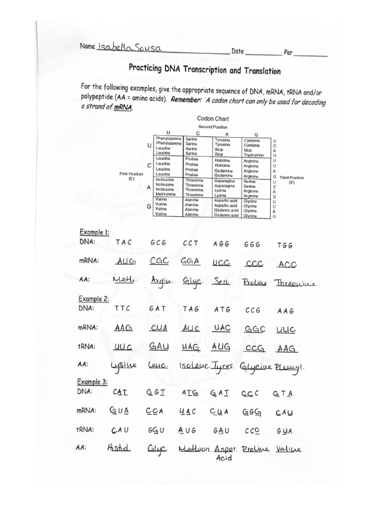 Transcription and Translation Practice | PDF