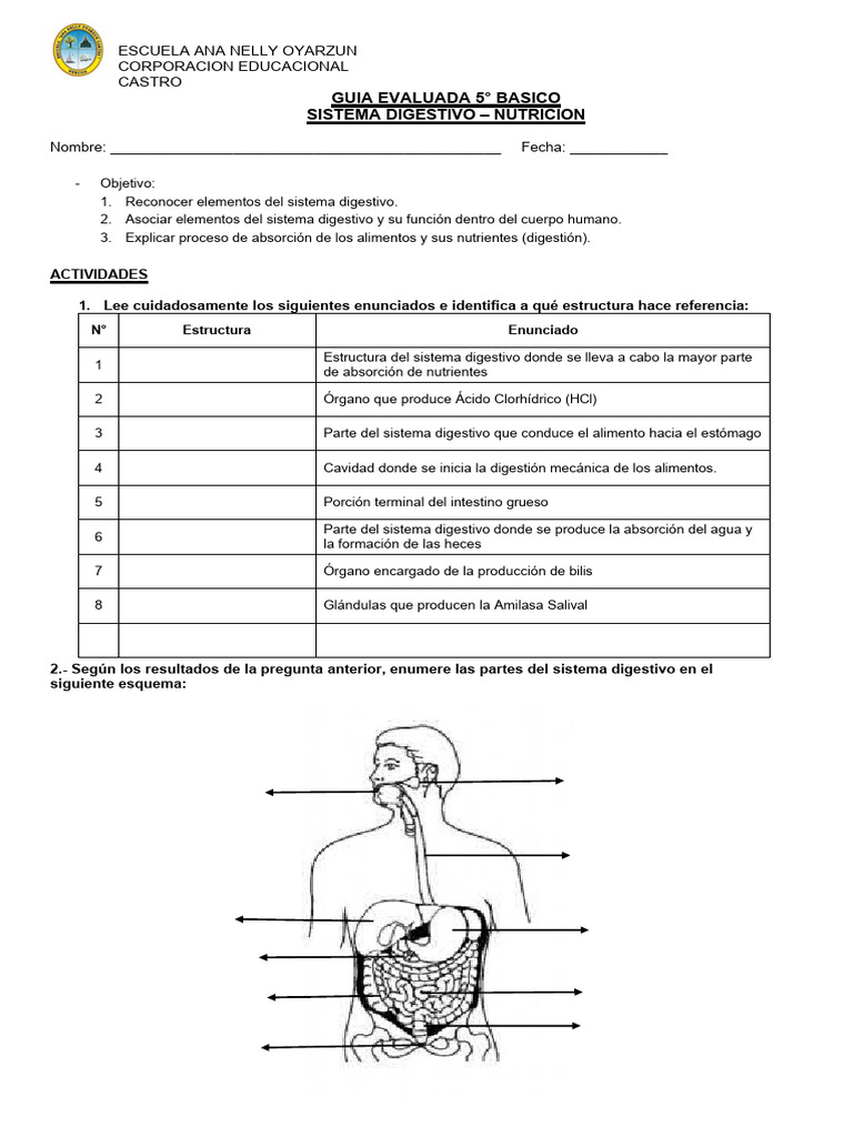 Guía de Digestión para 5° Básico | PDF | Sistema digestivo humano ...