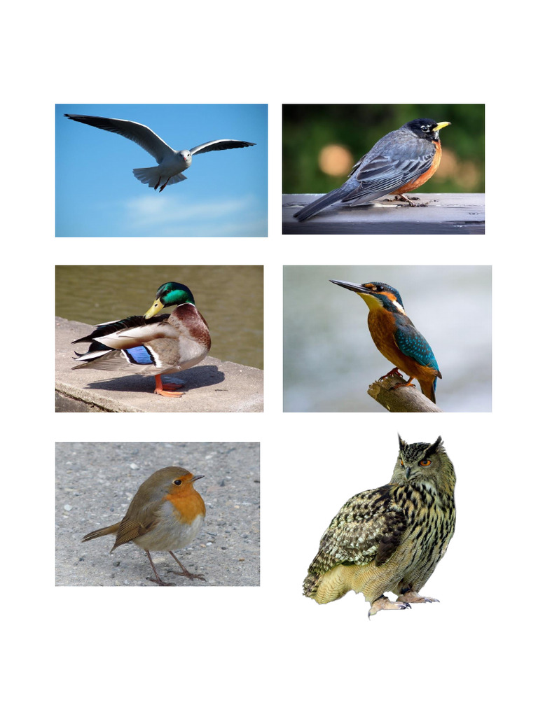 SEND Sorting Objects Bird Cat Images | PDF
