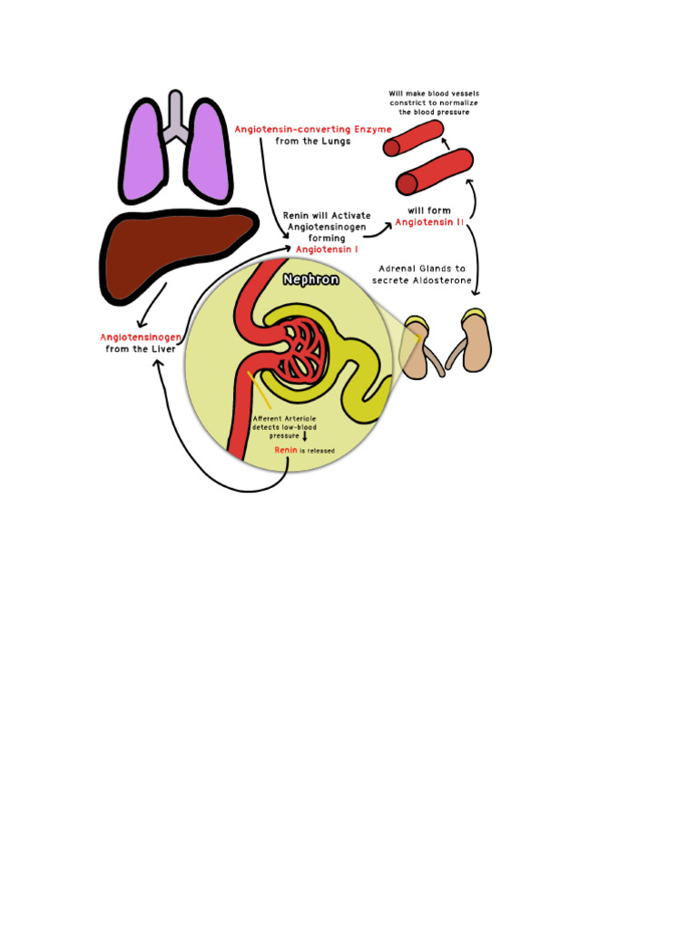 RAAS Vector - by JM | PDF