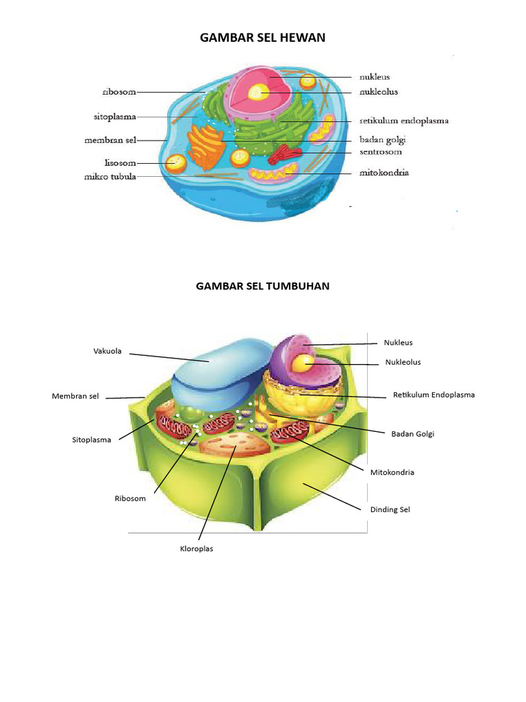 GAMBAR SEL HEWAN Dan SEL TUMBUHAN | PDF