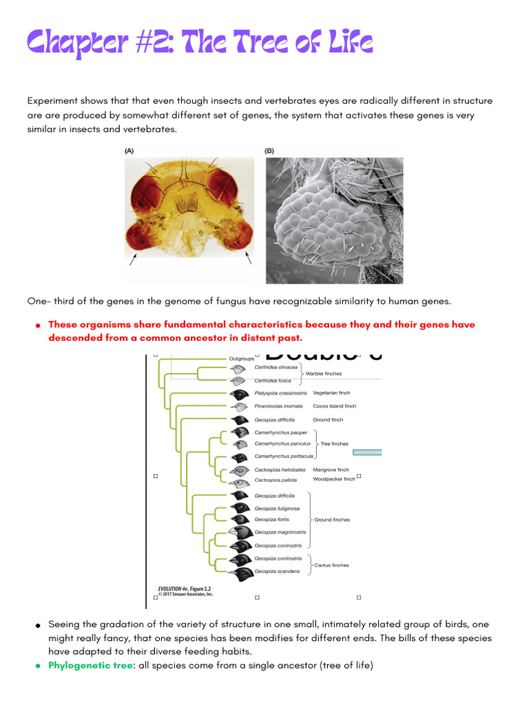 Chapter #2 The Tree of Life | PDF | Homology (Biology) | Evolution