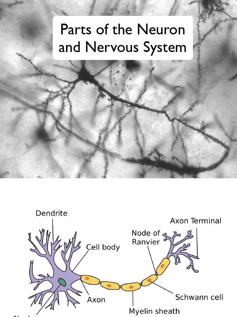 Study Guide For Nervous System and Neurons | PDF | Science & Mathematics