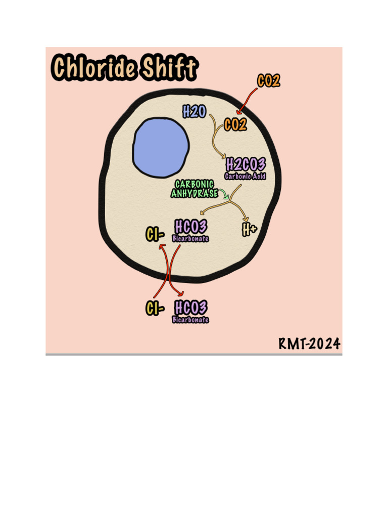 Chloride Shift Vector | PDF