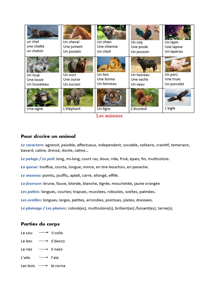 Vocabulaire pour décrire les animaux | PDF