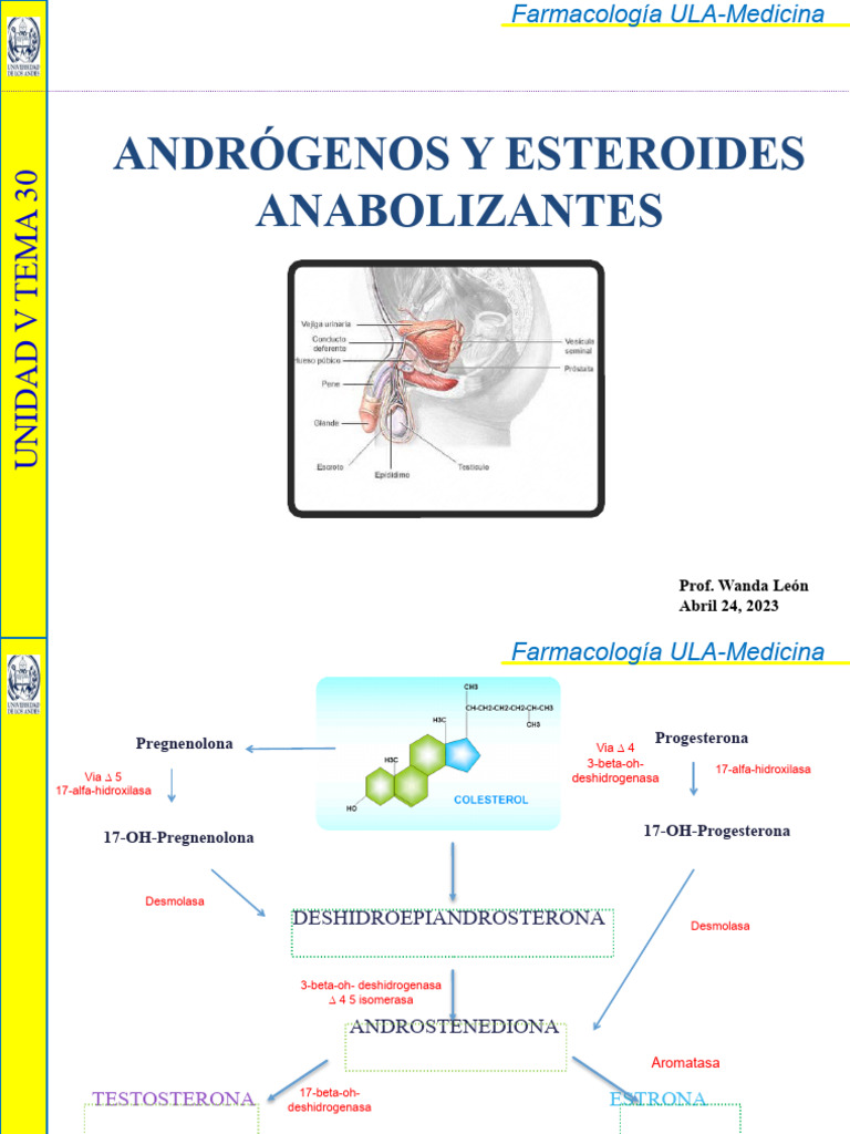 Tema 30 Androgenos Medicina 2023 | PDF | Andrógino | Testosterona