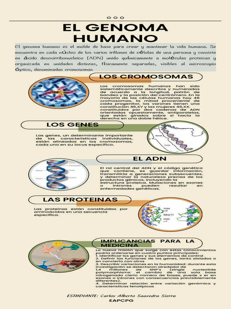 El Genoma Humano | PDF | Adn | Cromosoma