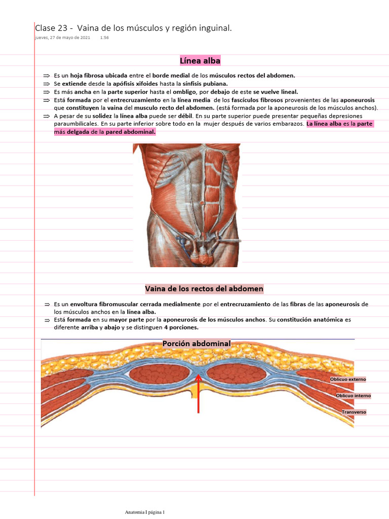 Clase 23 - Vaina de los músculos y región inguinal | PDF | Abdomen | Tejido suave