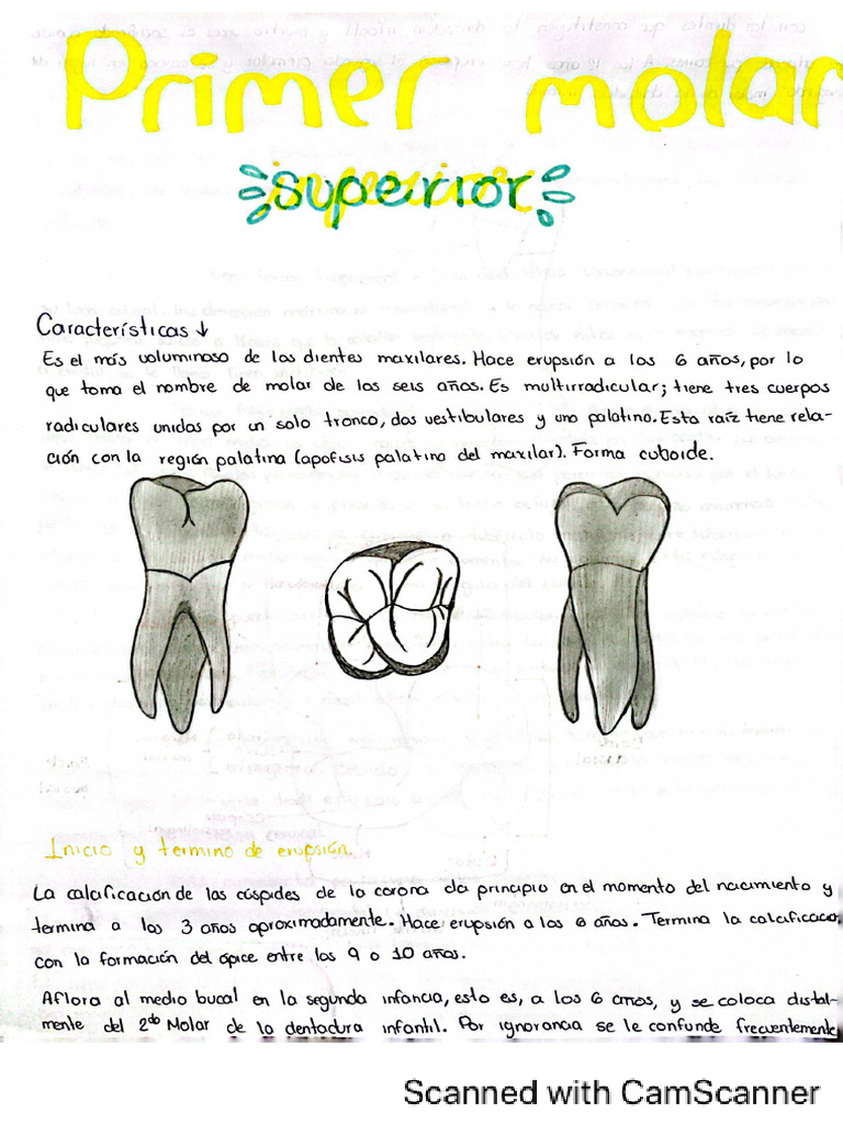 Primer Molar Superior | PDF